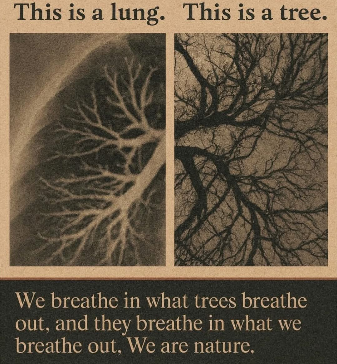 breathing trees | be you.